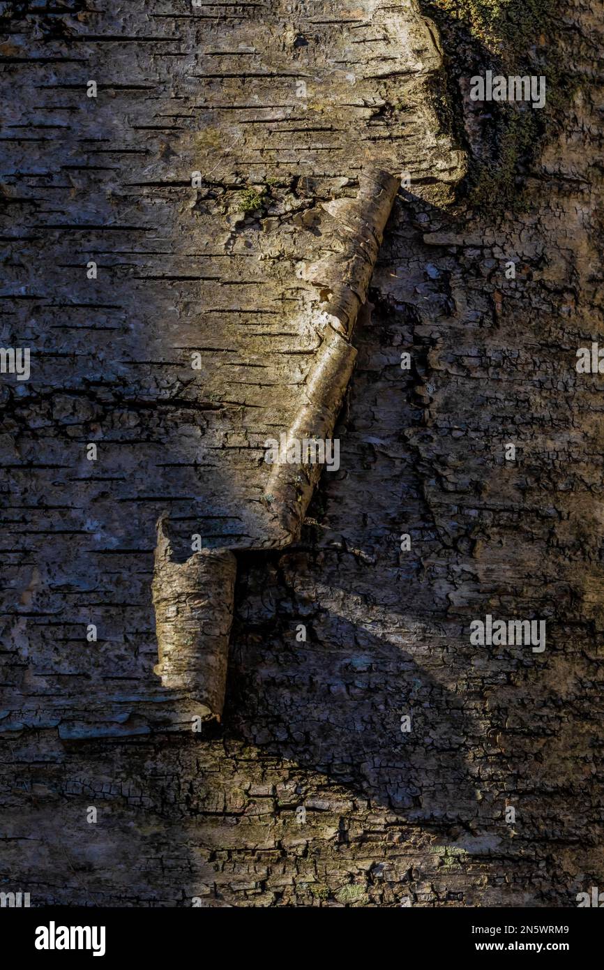 Bark of Yellow Birch, Betula alleghaniensis, in Deerfield Nature Park ...