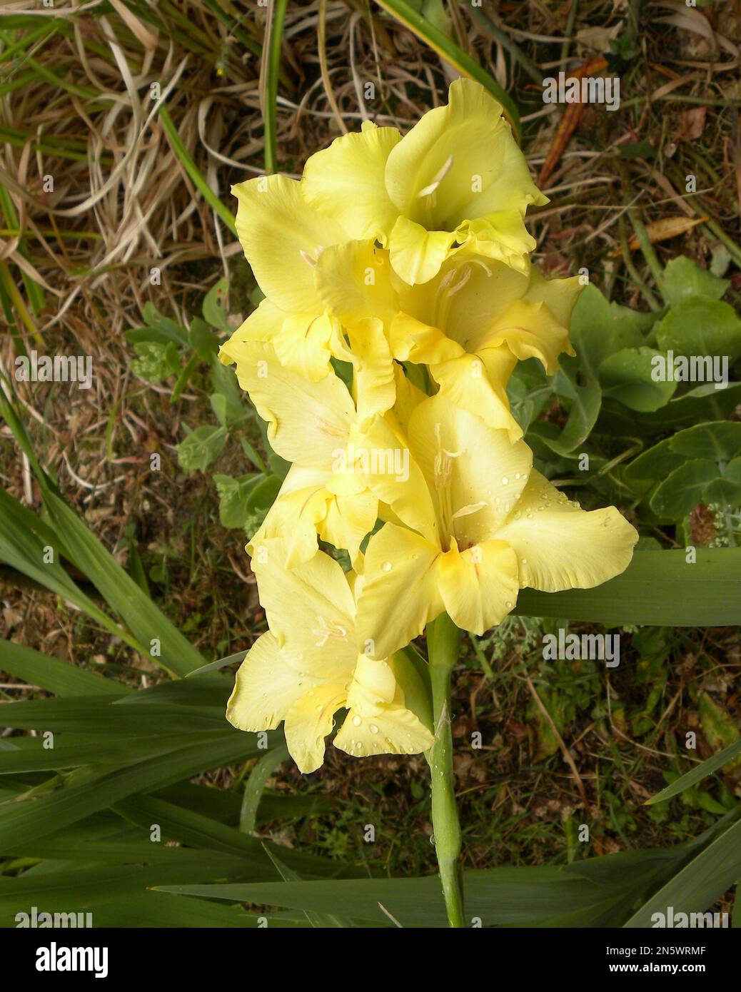 A vertical closeup of yellow Gladiolus hybridus flower in a garden ...