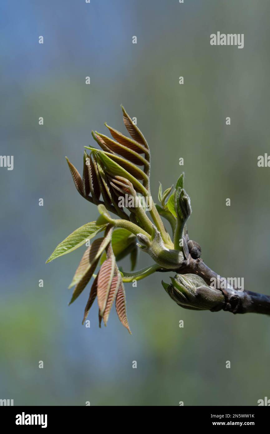 Chestnut green leaves sprouts growth. Buds opening on branches Stock ...
