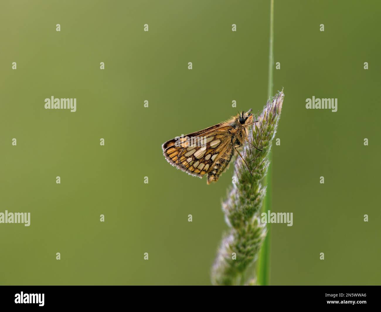 Rare chequered skipper butterfly hi-res stock photography and images ...