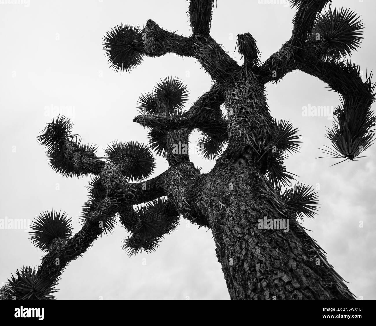 A low-angle grayscale of the Joshua tree with long branches under the ...