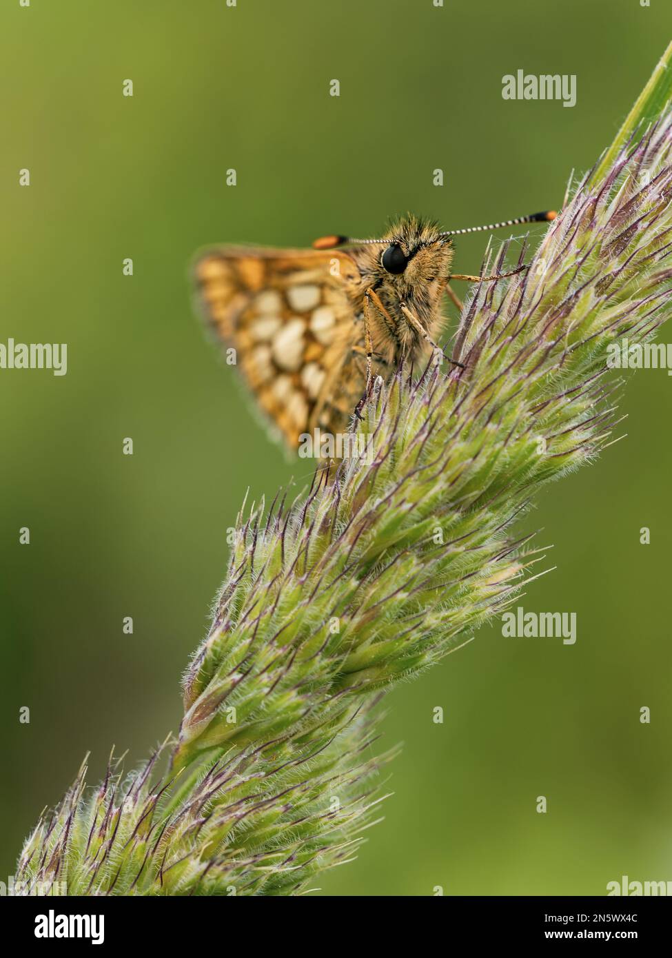 Rare chequered skipper butterfly hi-res stock photography and images ...
