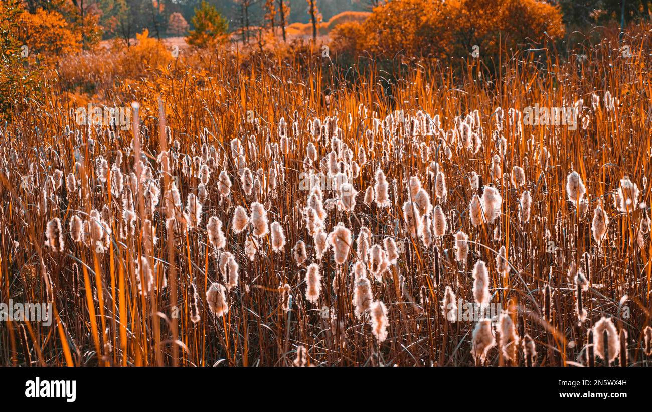 A field with cattails with long stems on the blurred background during ...