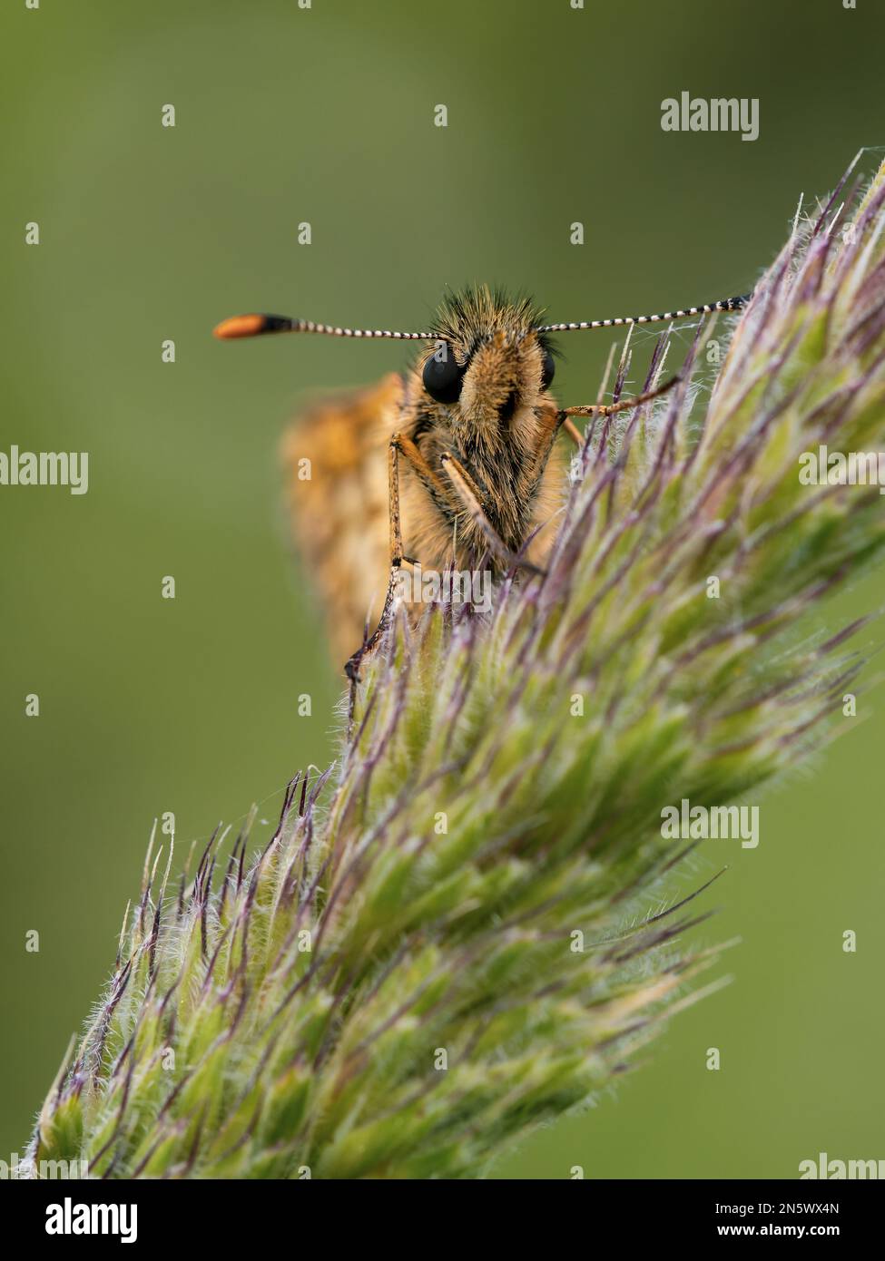 Rare chequered skipper butterfly hi-res stock photography and images ...