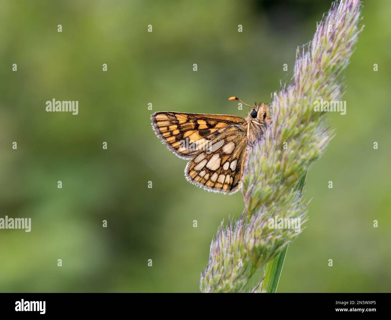 Rare chequered skipper butterfly hi-res stock photography and images ...