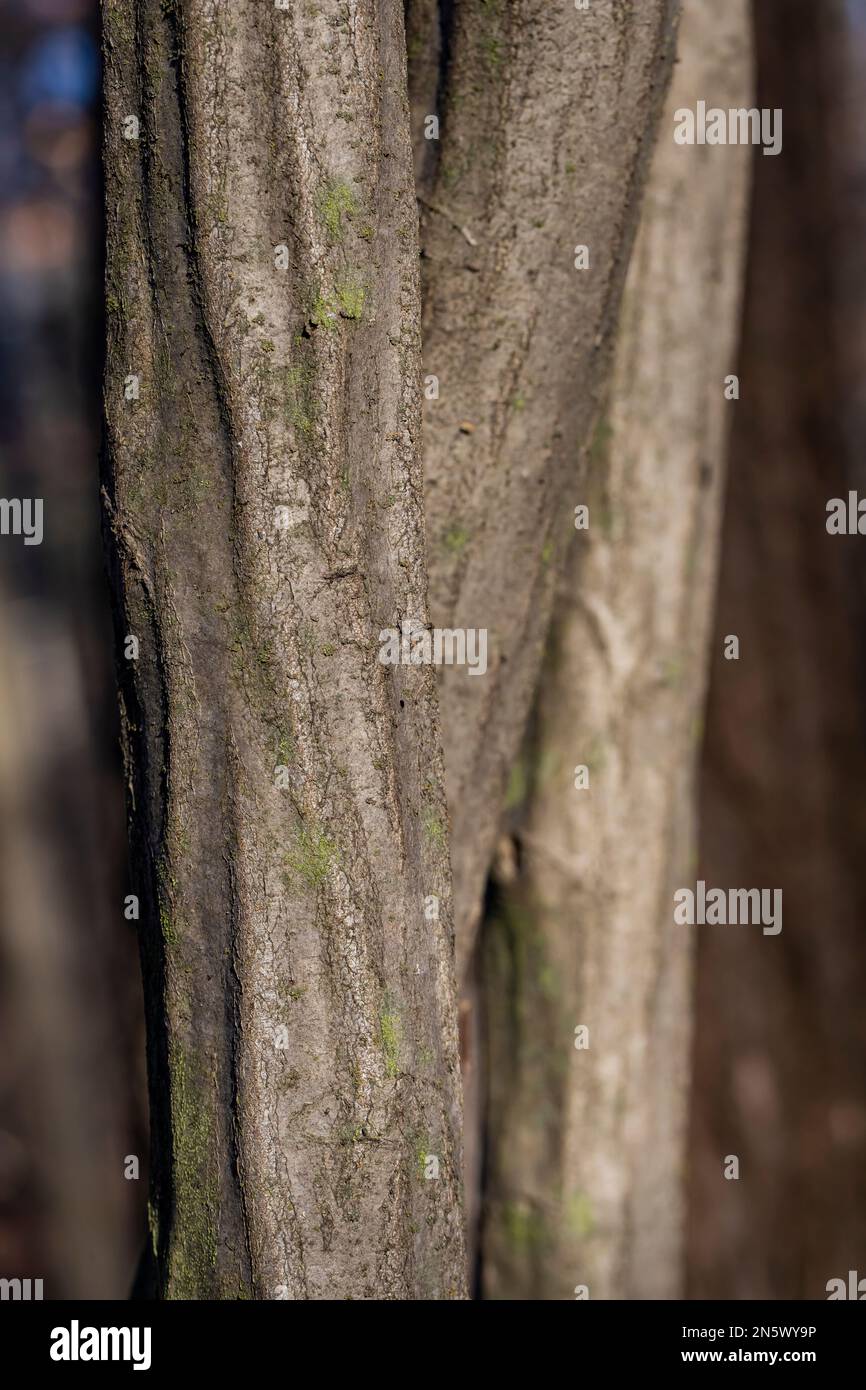 Carpinus caroliniana bark hi-res stock photography and images - Alamy