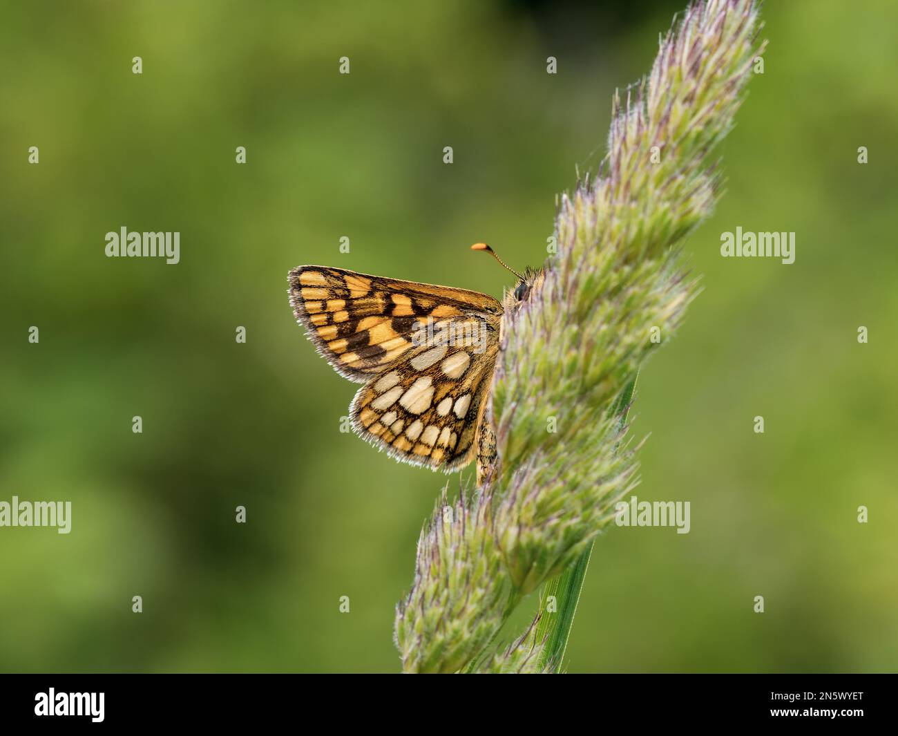 Rare chequered skipper butterfly hi-res stock photography and images ...
