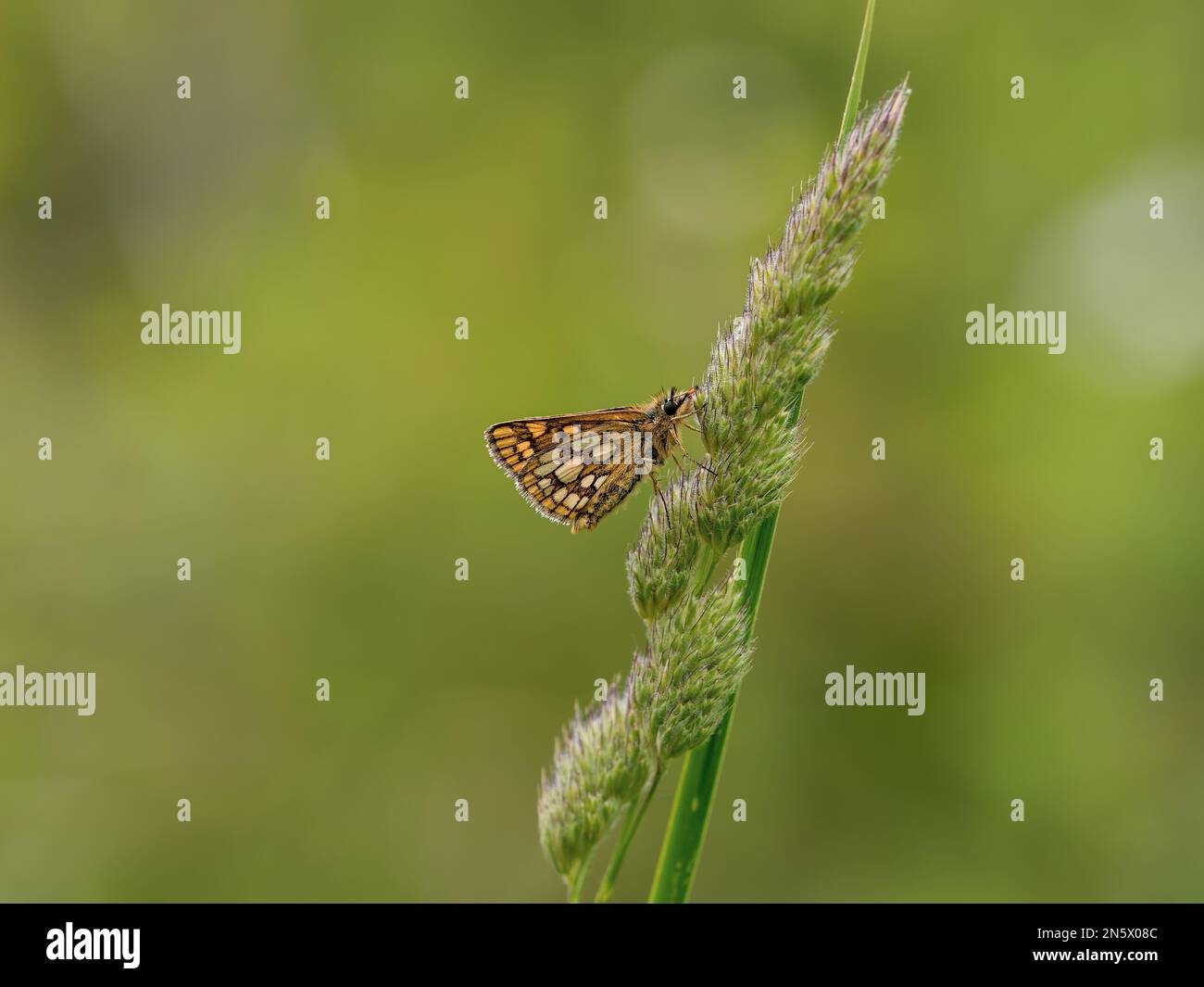 Rare chequered skipper butterfly hi-res stock photography and images - Alamy