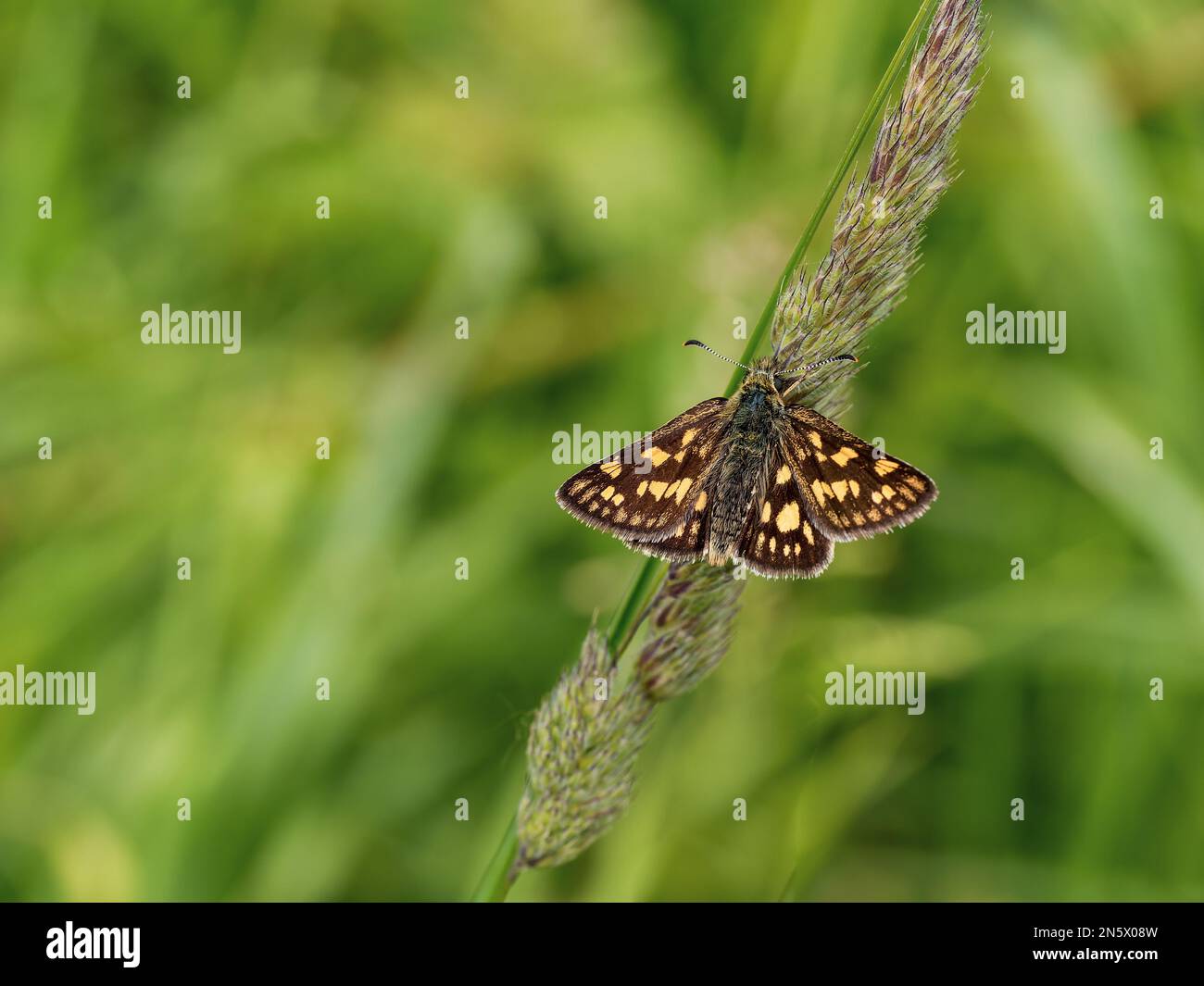 Rare chequered skipper butterfly hi-res stock photography and images ...