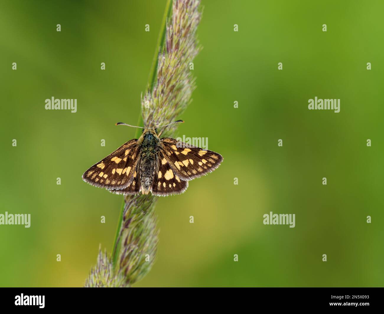 Rare chequered skipper butterfly hi-res stock photography and images ...