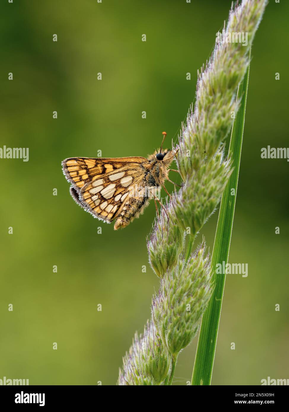 Chequered Skipper resting on a grass stem Stock Photo - Alamy