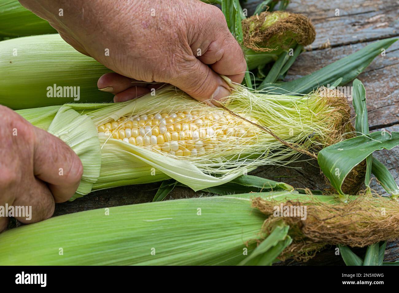 Ear of corn ears hi-res stock photography and images - Alamy