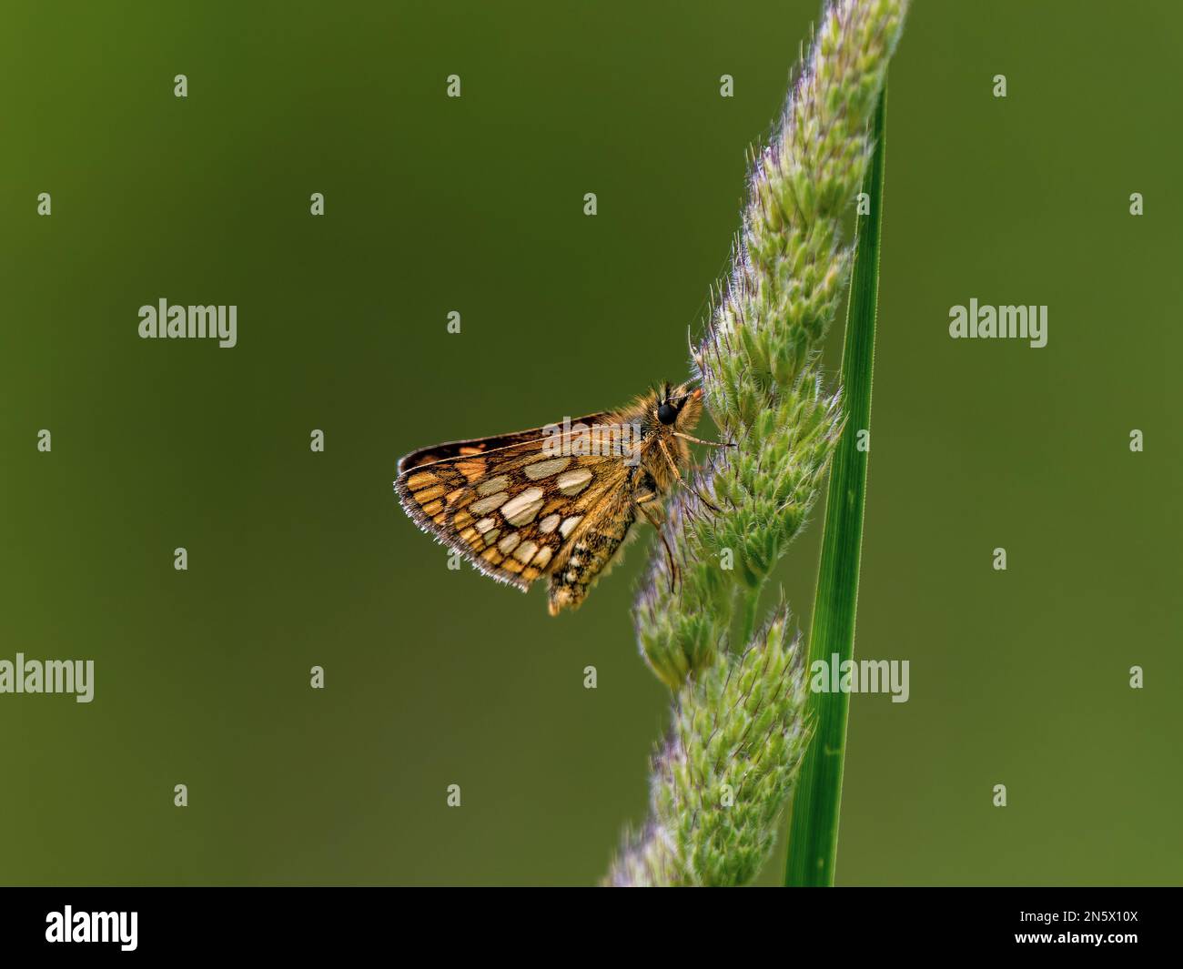 Rare chequered skipper butterfly hi-res stock photography and images ...