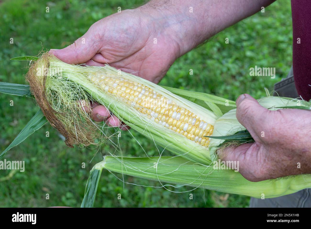 Grown ear hi-res stock photography and images - Alamy