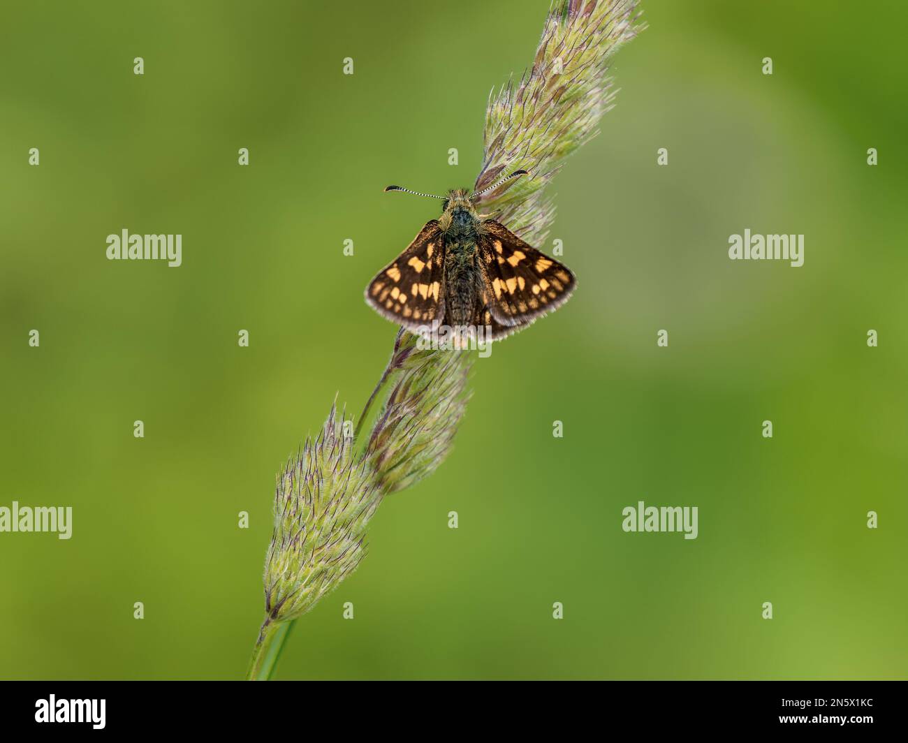 Chequered Skipper resting on a grass stem Stock Photo - Alamy