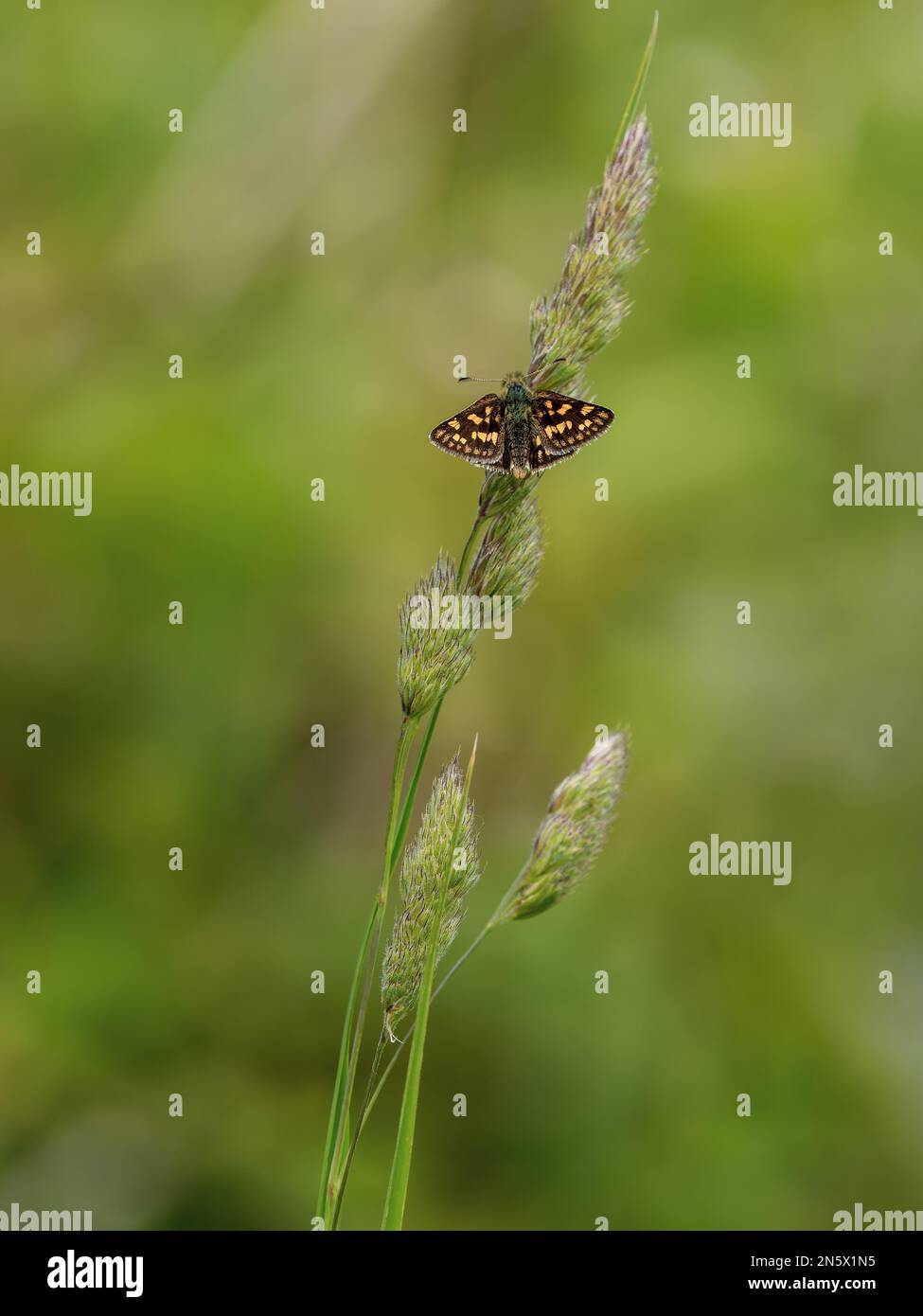 Rare chequered skipper butterfly hi-res stock photography and images ...