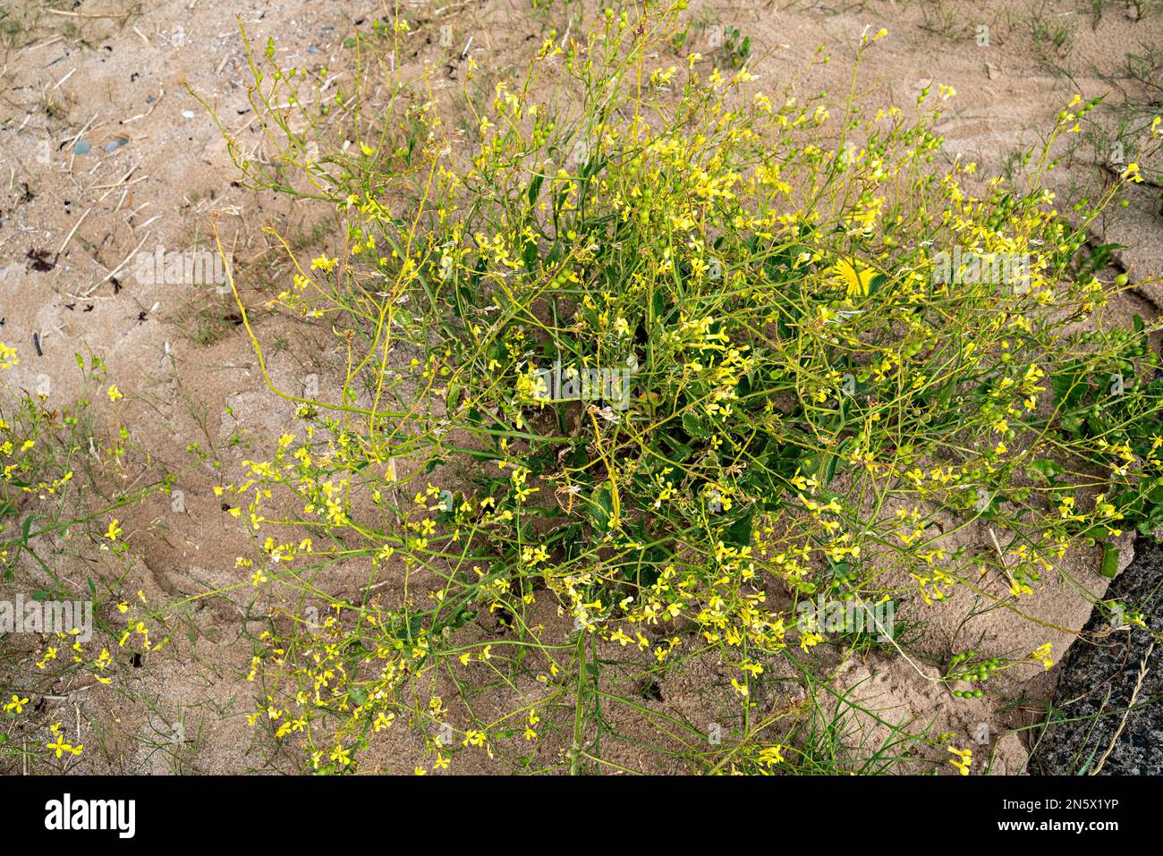 Cakile marítima, sea rocket Stock Photo - Alamy