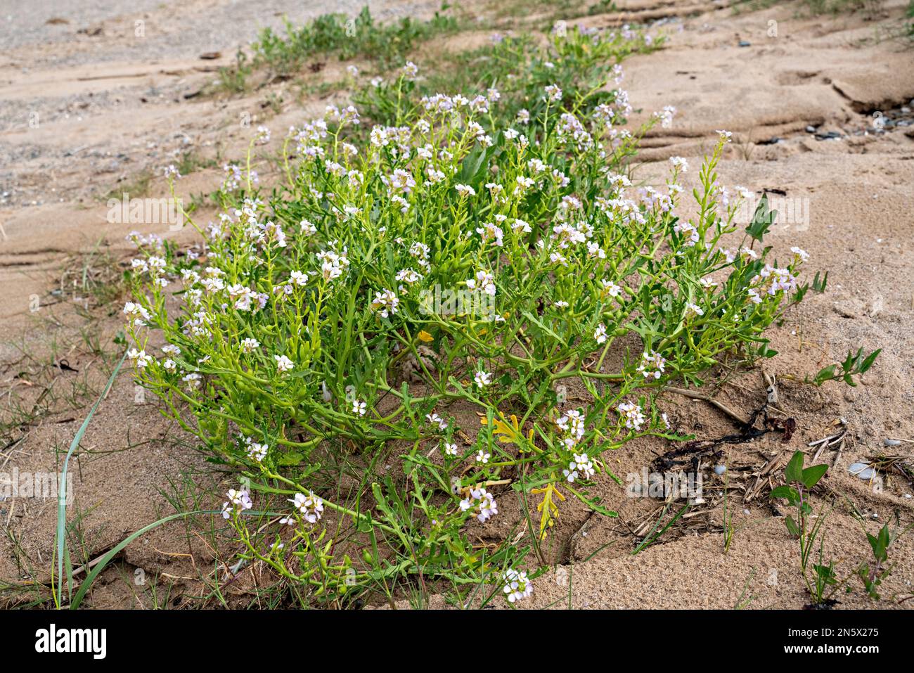 Cakile marítima, sea rocket Stock Photo - Alamy