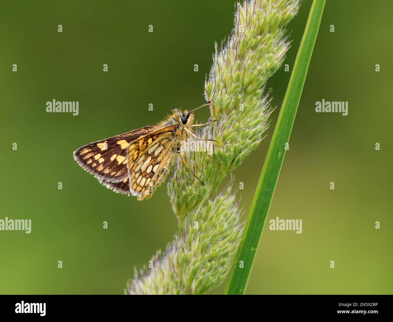 Chequered Skipper resting on a grass stem Stock Photo - Alamy