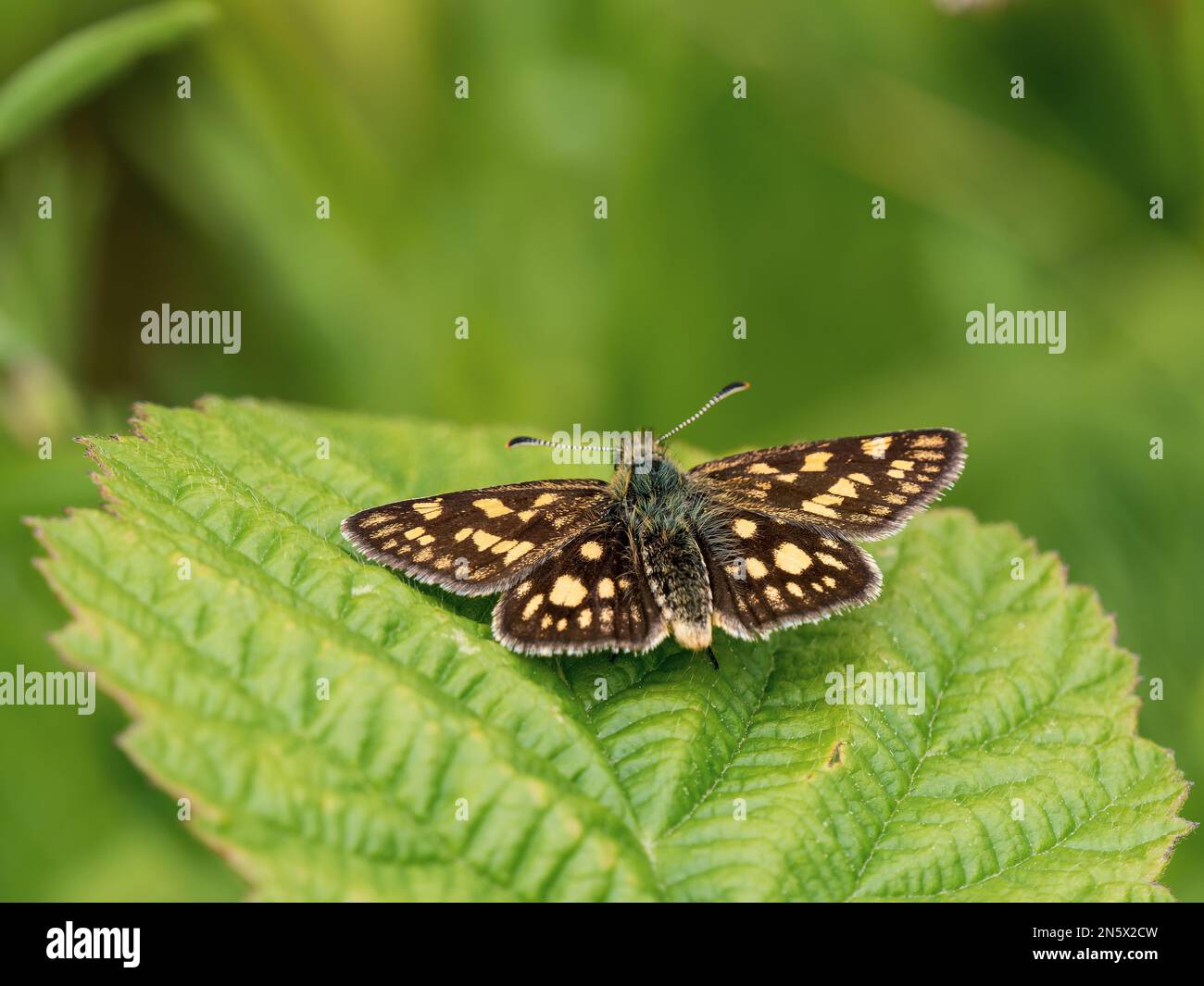 Chequered Skipper resting on a leaf Stock Photo - Alamy