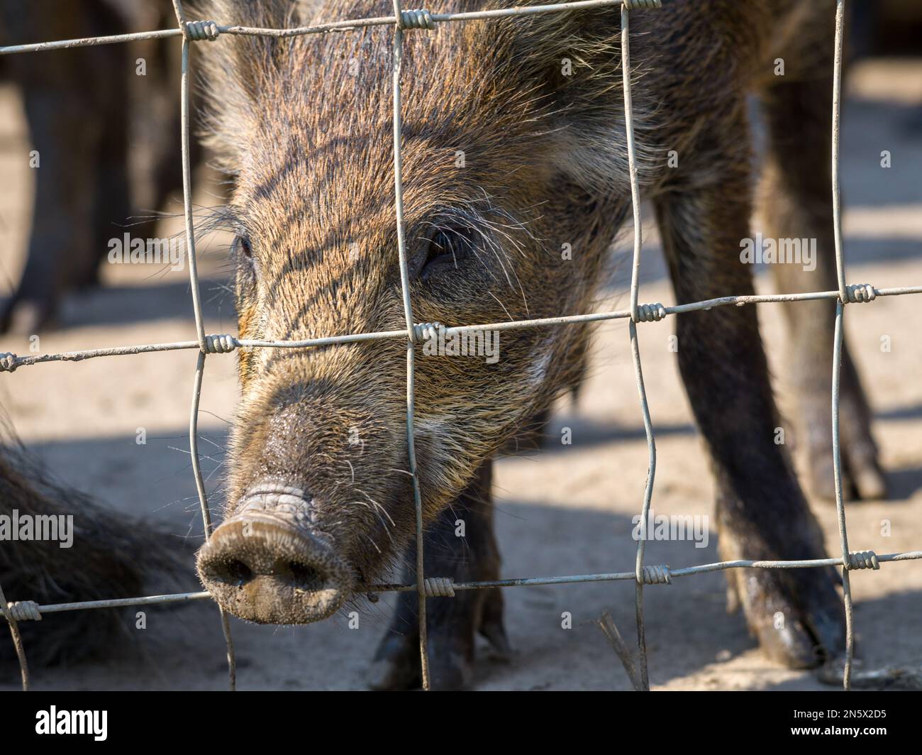 Wild Boar at Bolton Castle Stock Photo - Alamy