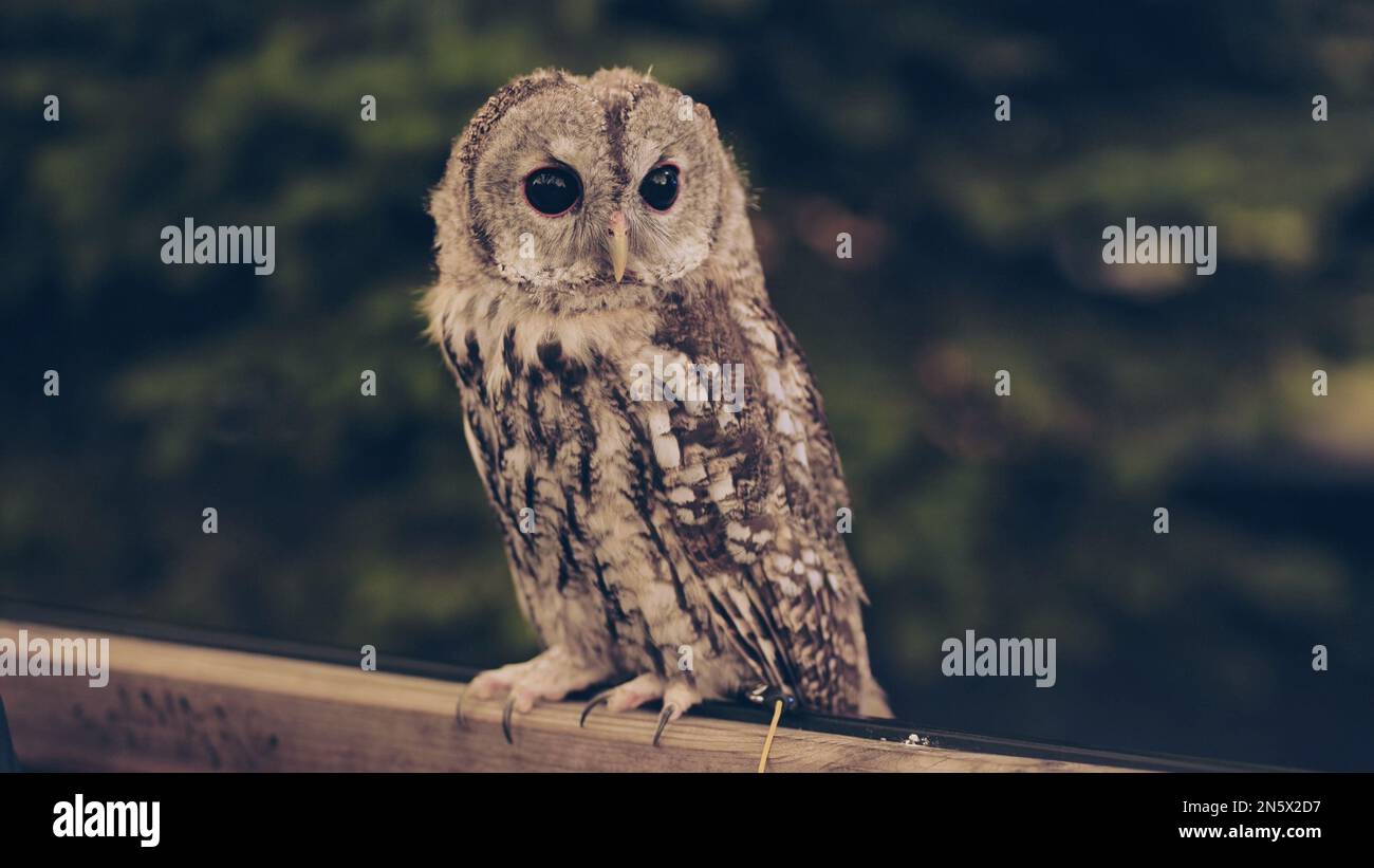An owl on a city street in the evening waiting for tourists Stock Photo ...