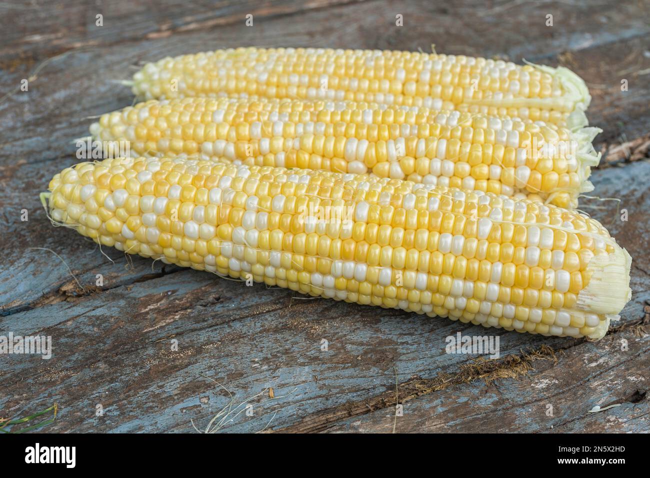Freshly picked ears of bicolor corn Stock Photo - Alamy