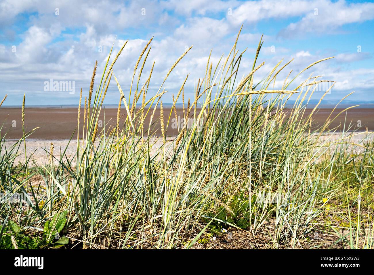 Grasses on beach in NW England Stock Photo - Alamy