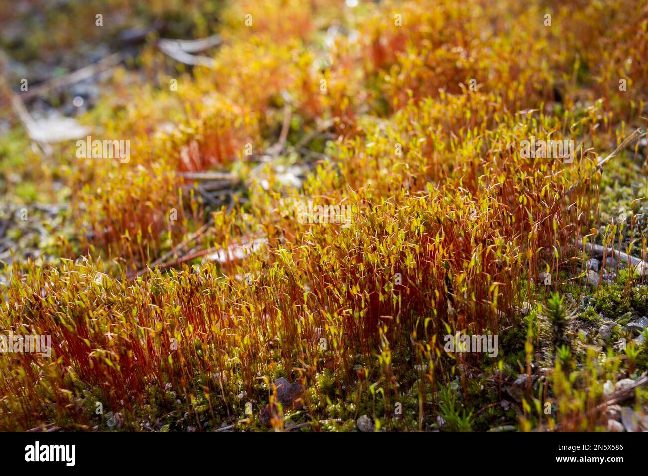 Moss next to Moss garden Kokedera (Saihoji) in Kyoto . Moss on stone of ...