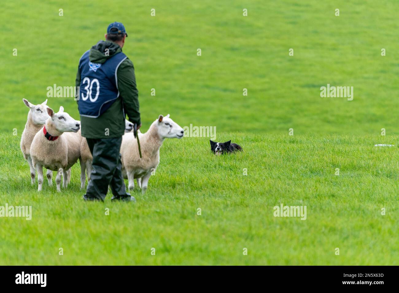 Scottish National Sheepdog Trials Stock Photo - Alamy