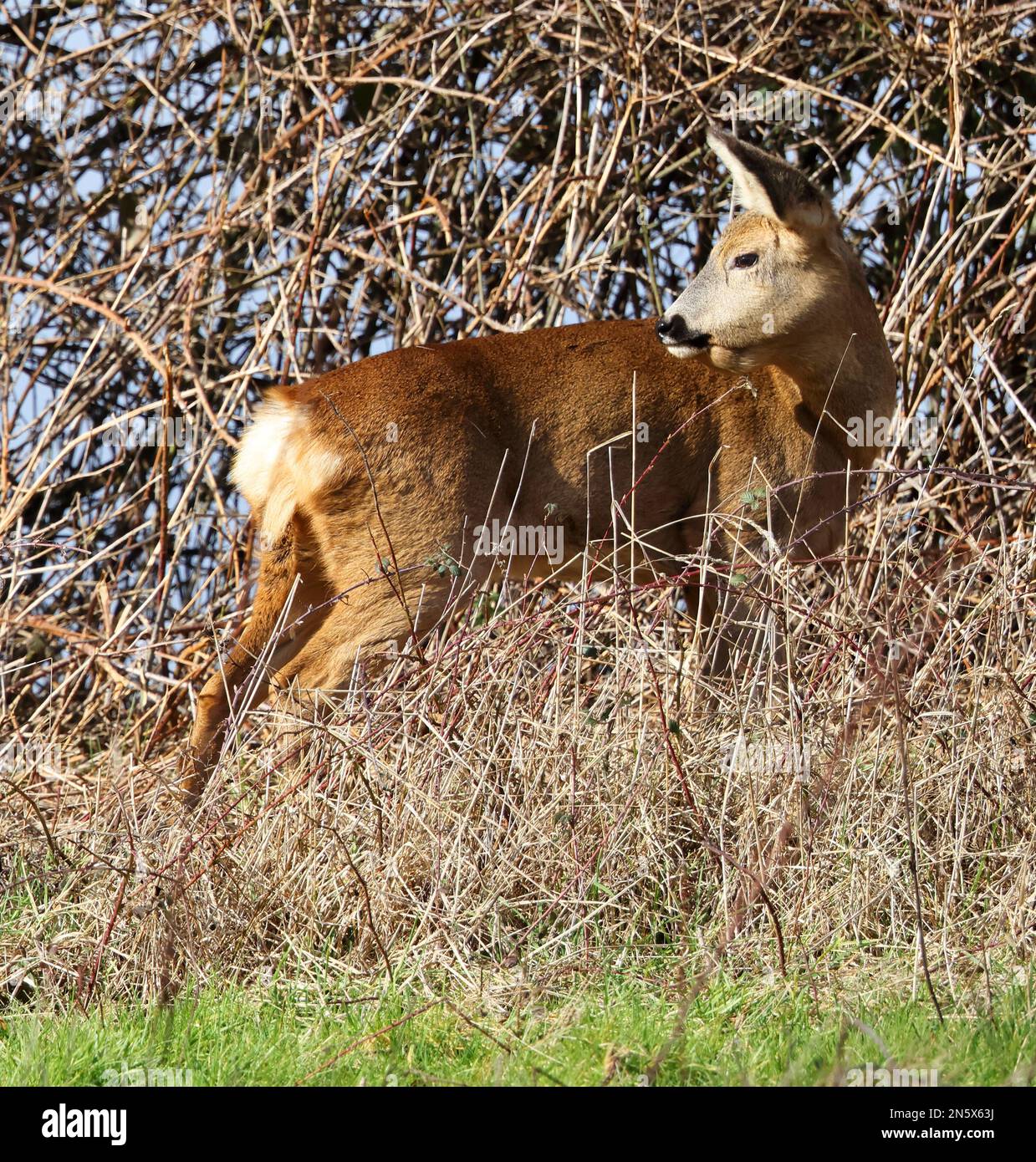 Roe Deer doe in the Cotswold Hills during the late winter Stock Photo ...