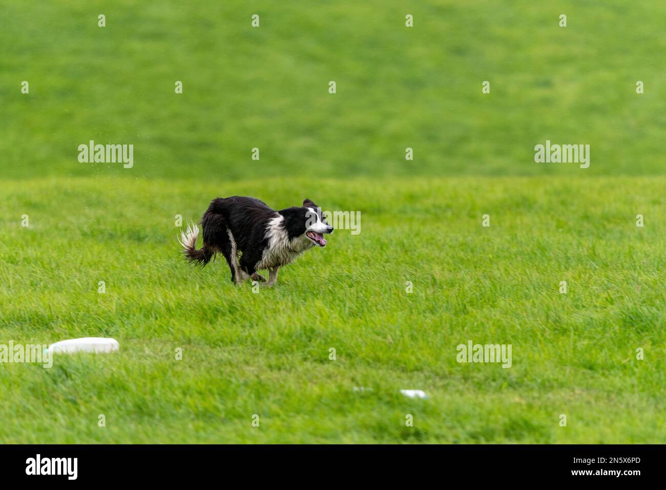 Scottish National Sheepdog Trials Stock Photo - Alamy