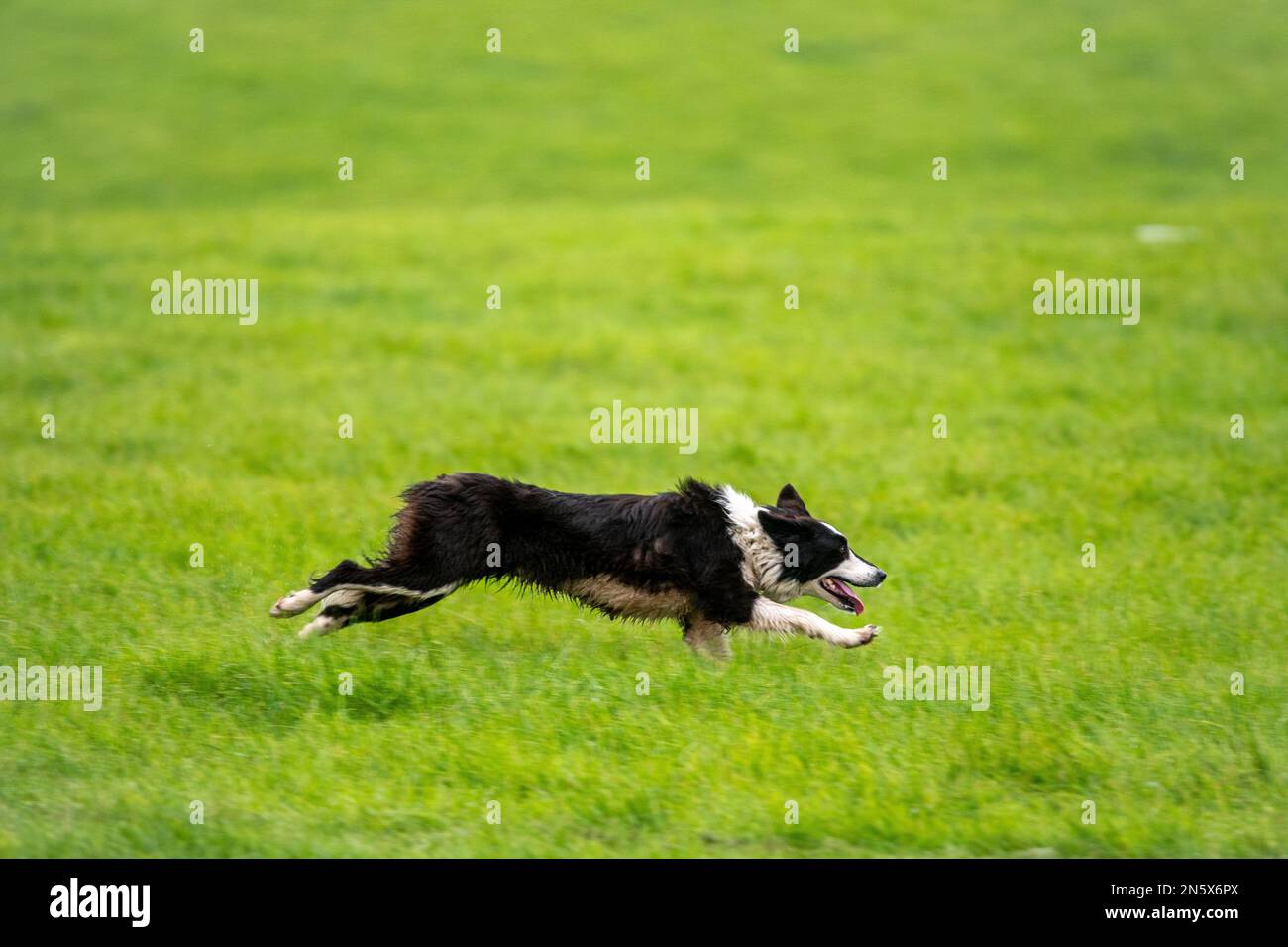 Scottish National Sheepdog Trials Stock Photo - Alamy