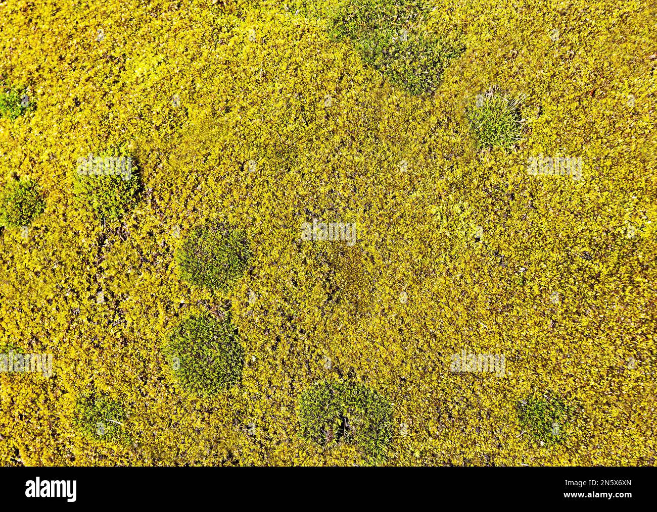 Yellow moss and a few patches of green moss near the Kokedera Moss ...