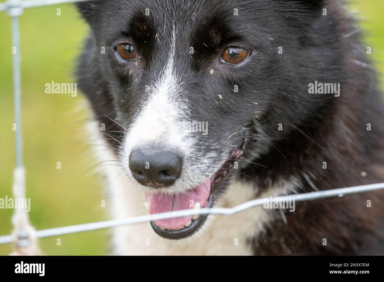 Scottish National Sheepdog Trials Stock Photo - Alamy