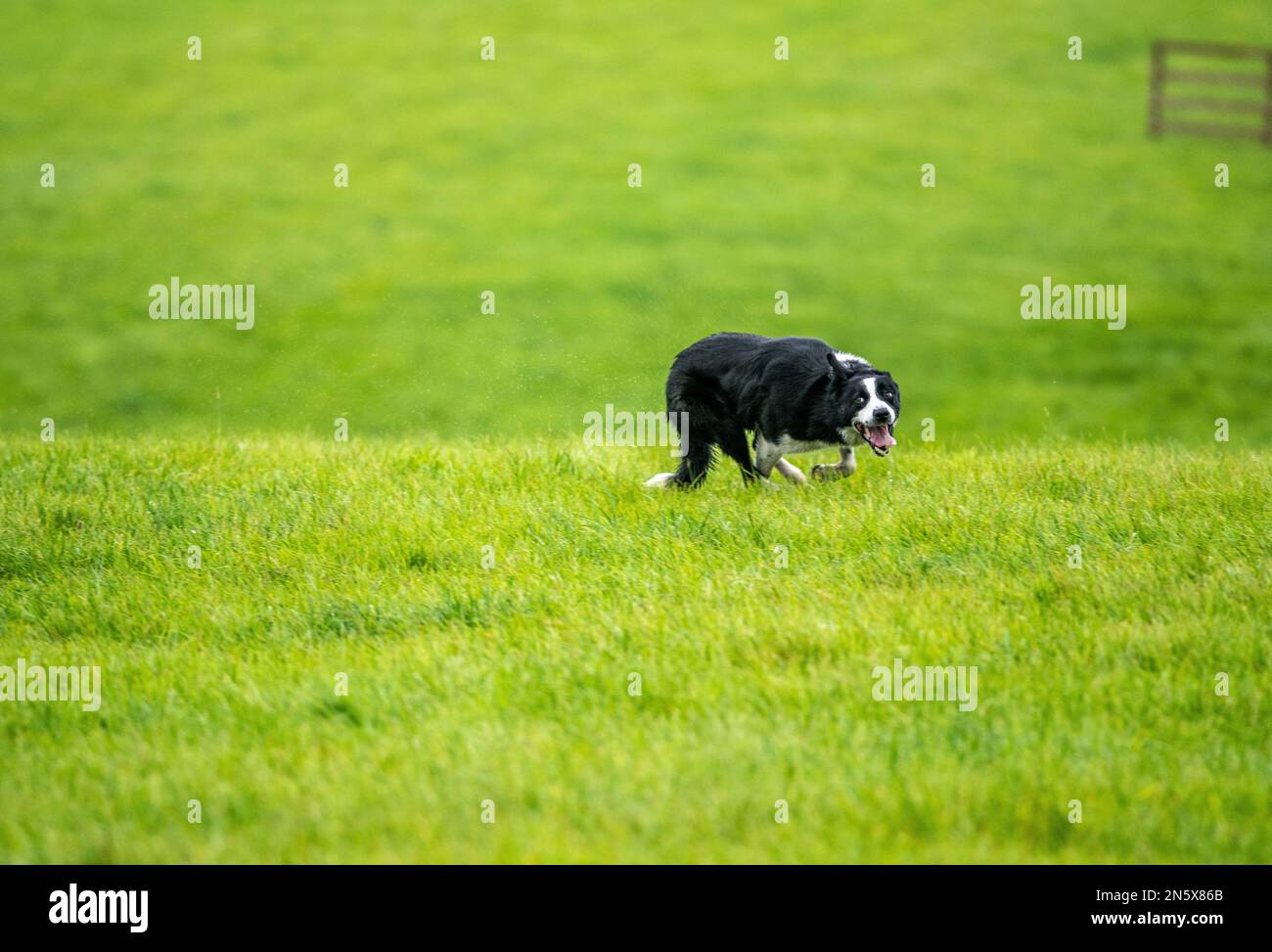Scottish National Sheepdog Trials Stock Photo - Alamy