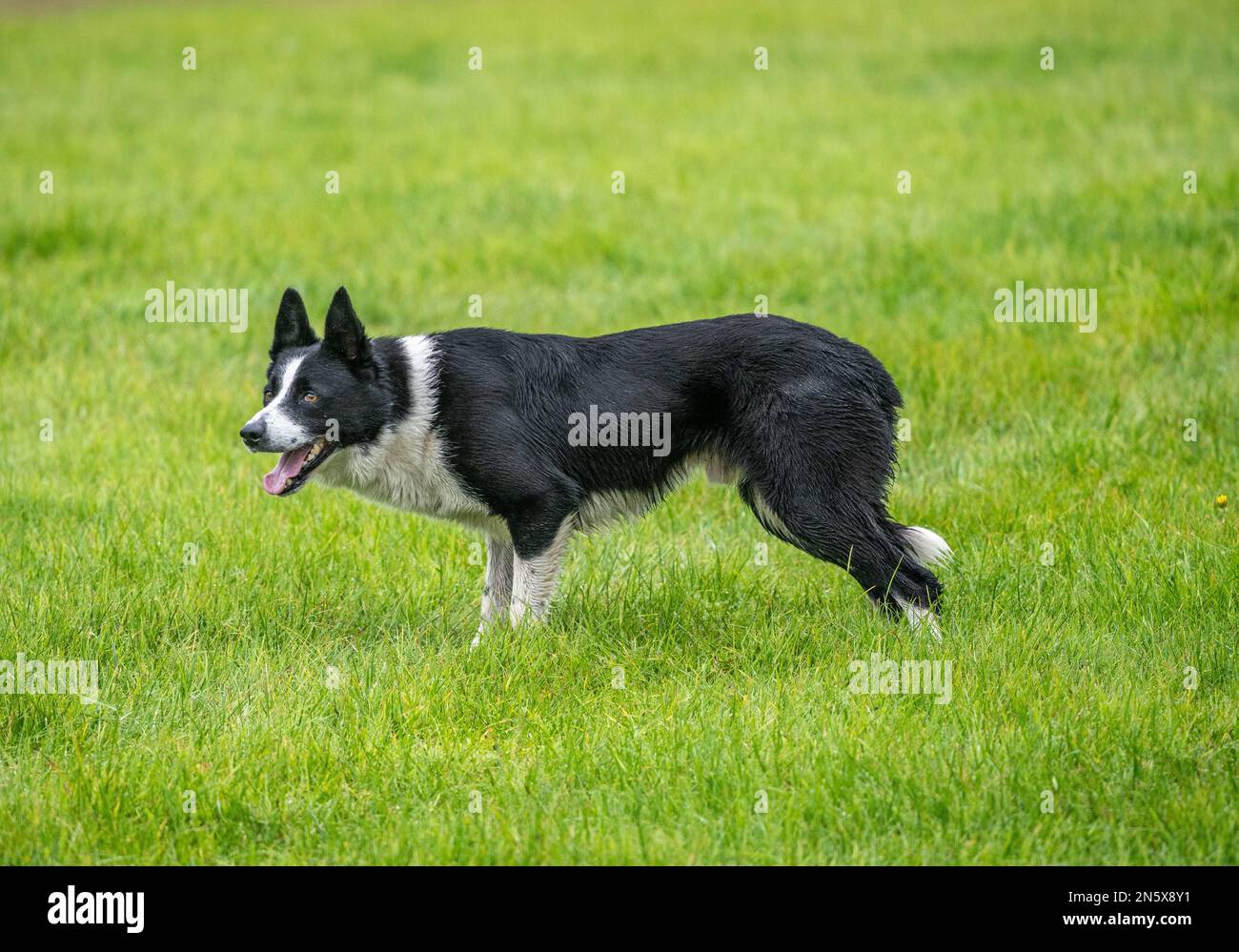 Scottish National Sheepdog Trials Stock Photo - Alamy