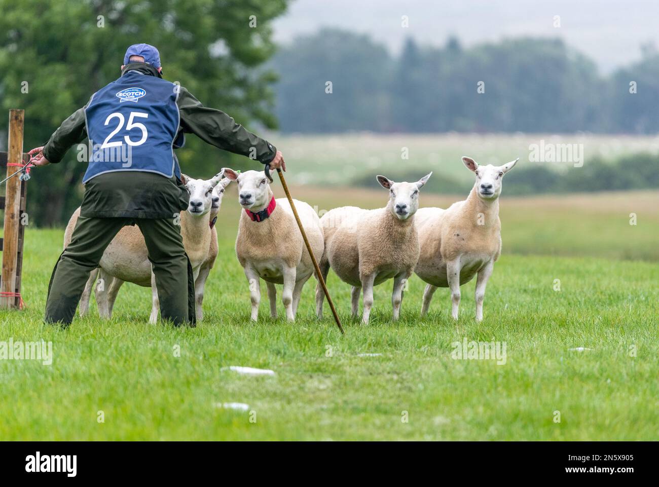 Scottish National Sheepdog Trials Stock Photo - Alamy