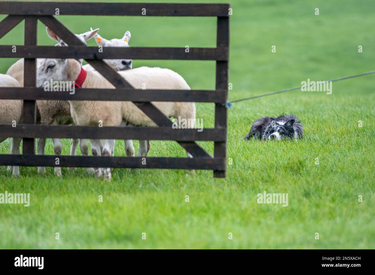 Scottish National Sheepdog Trials Stock Photo - Alamy