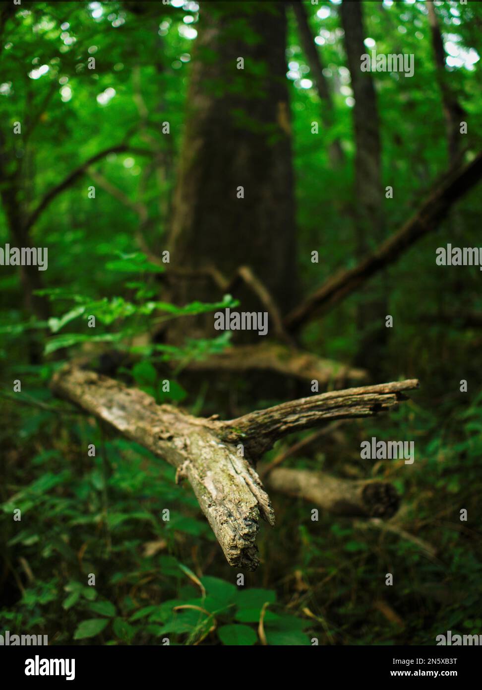 A vertical shot of a rotting tree in a forest with a blurry background ...