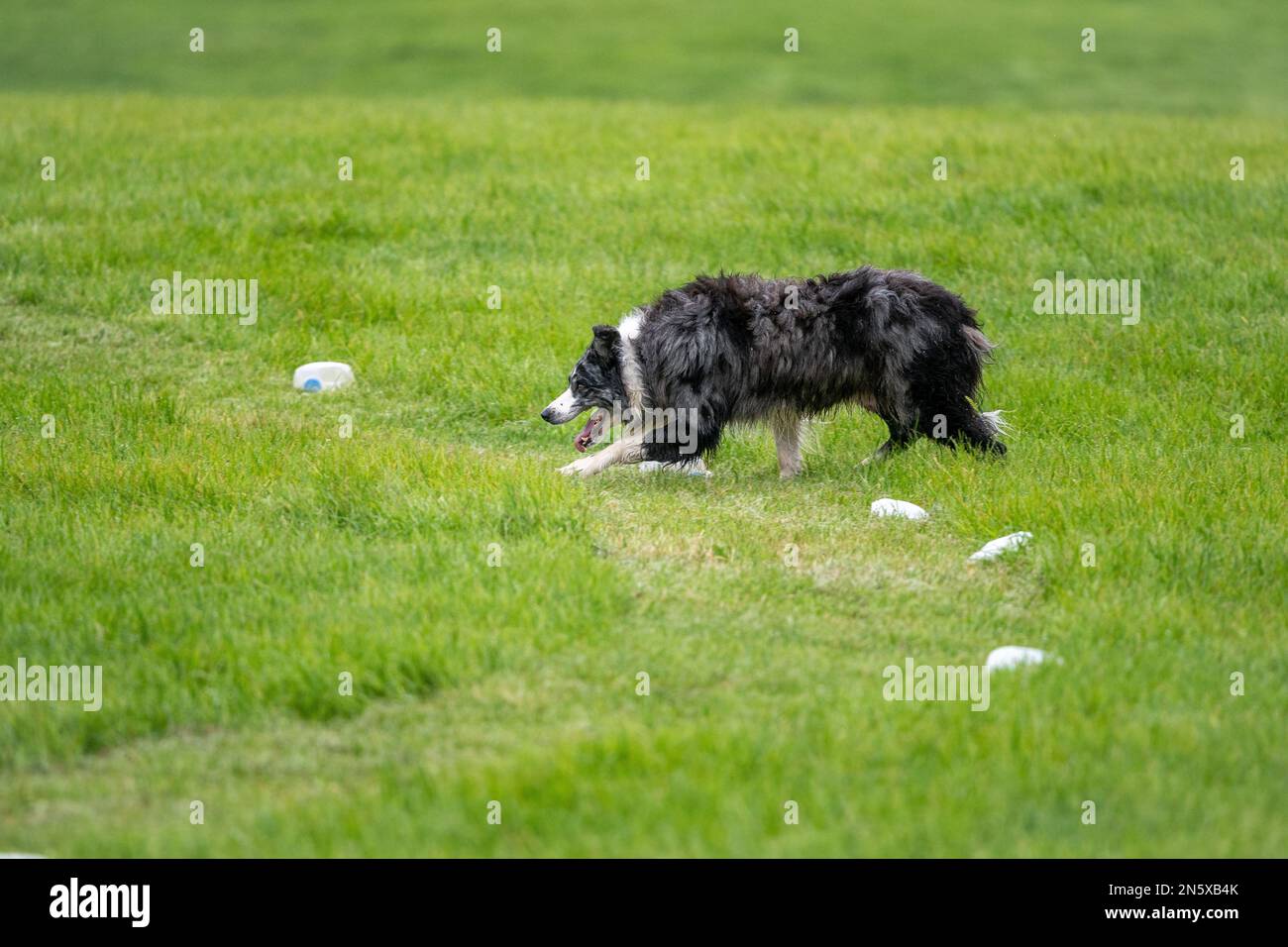Scottish National Sheepdog Trials Stock Photo - Alamy