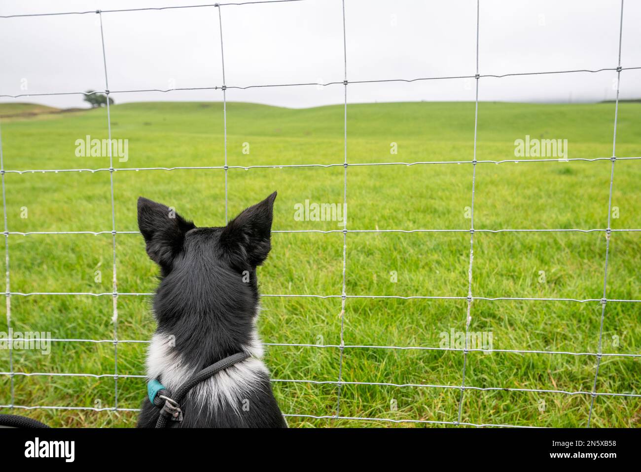 Scottish National Sheepdog Trials Stock Photo - Alamy