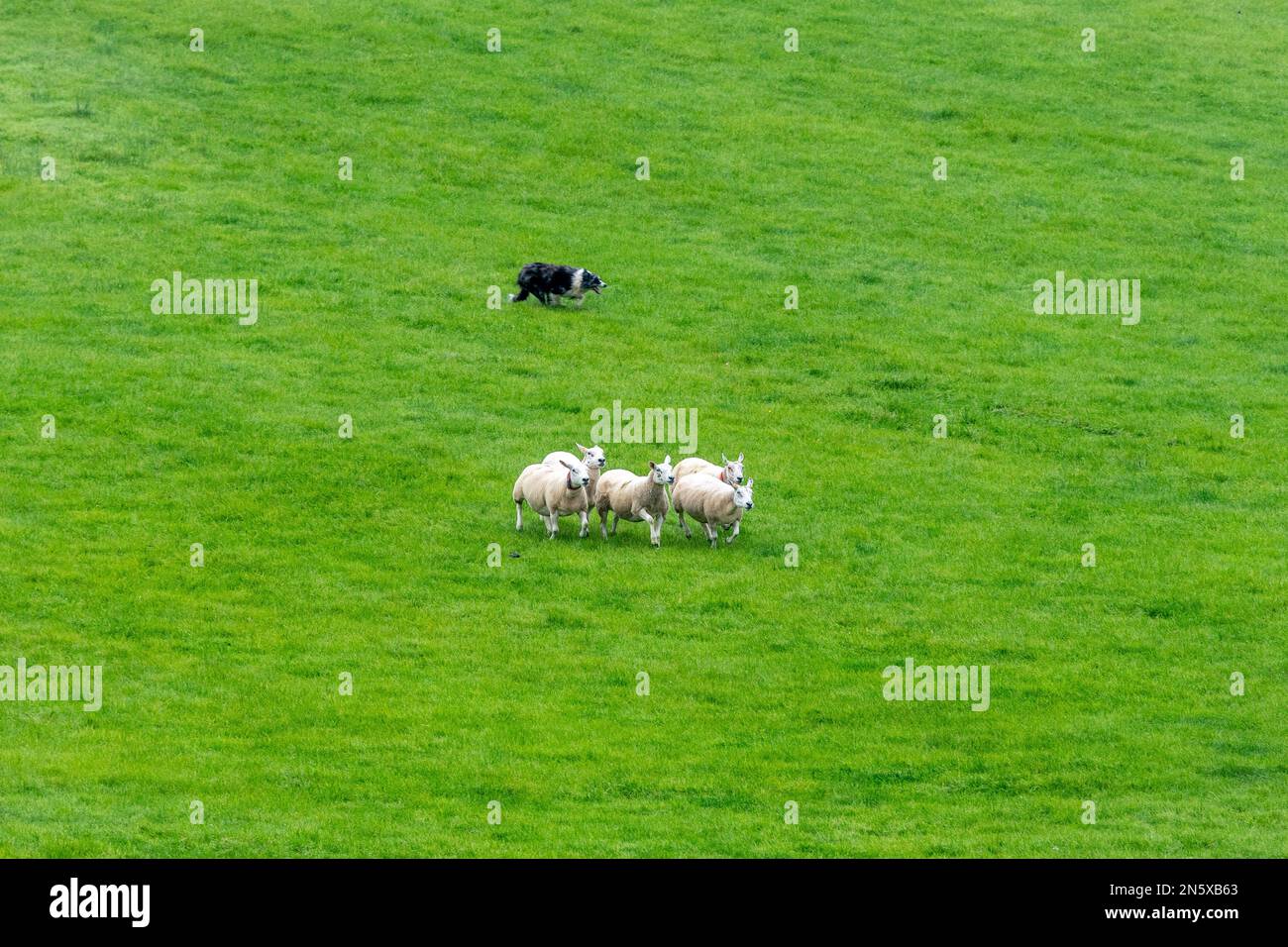 Scottish National Sheepdog Trials Stock Photo - Alamy