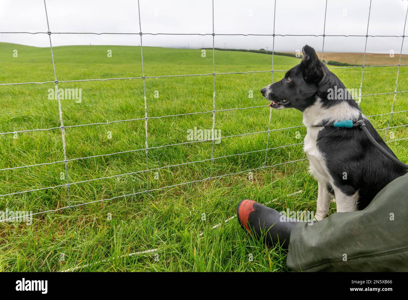 Scottish National Sheepdog Trials Stock Photo - Alamy