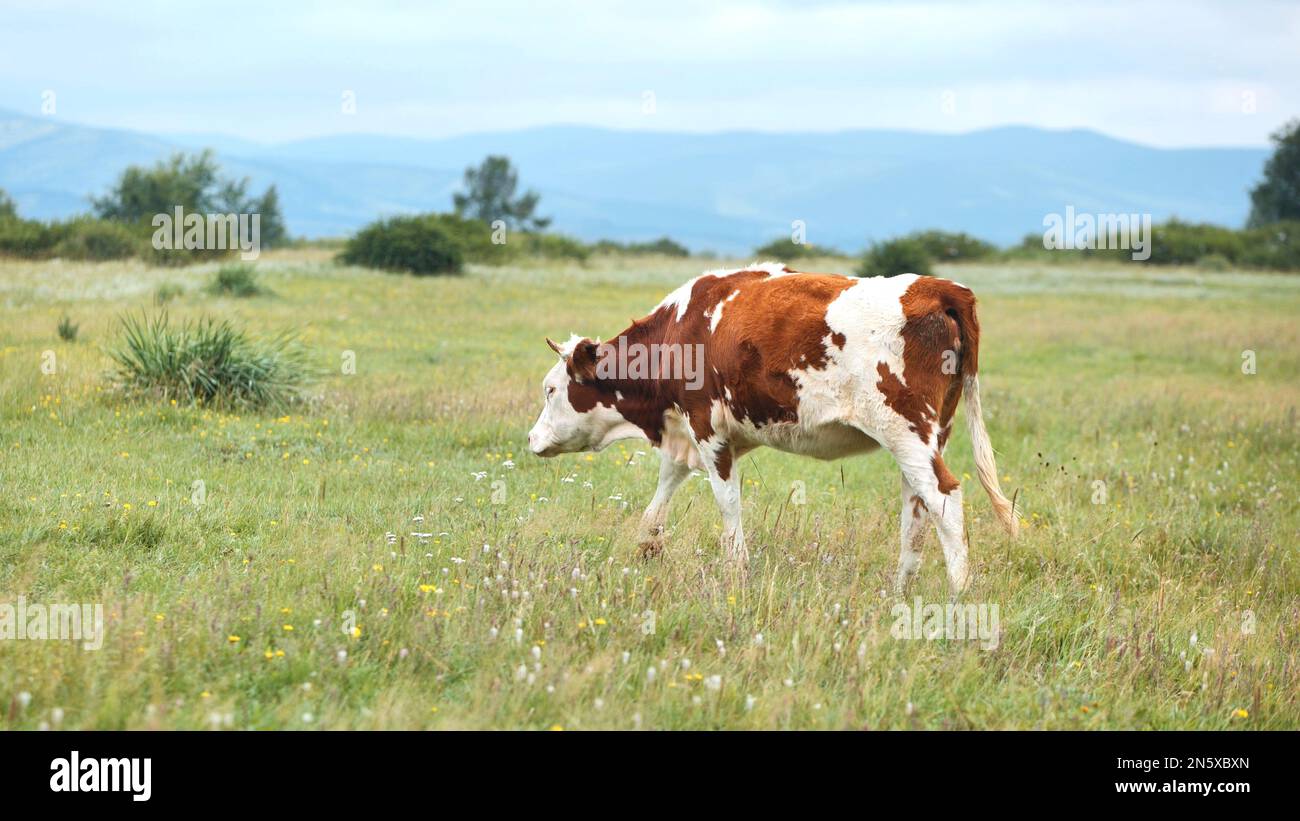 Red cows graze in a pasture with the mountains as a backdrop Stock ...