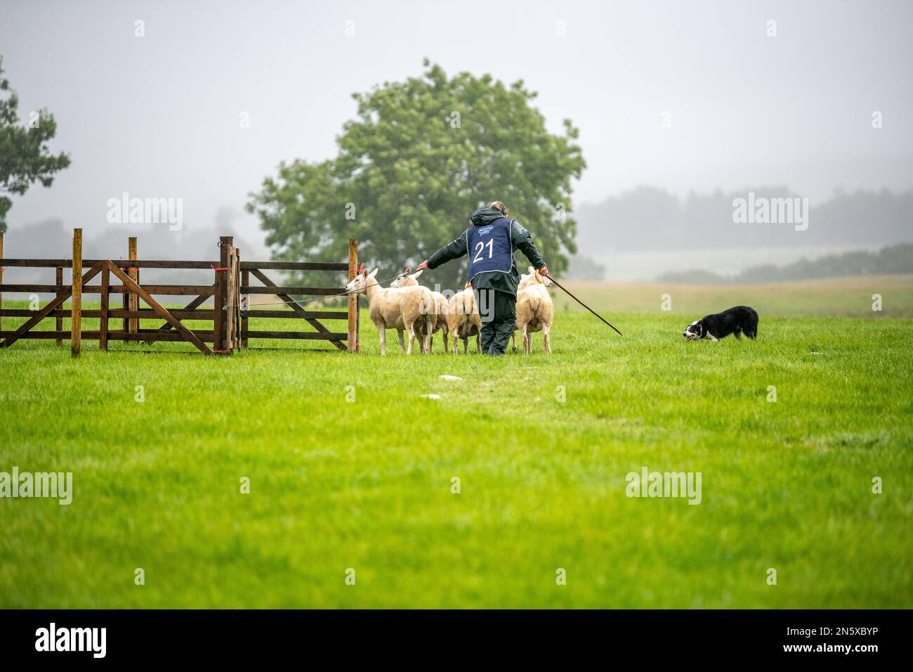 Scottish National Sheepdog Trials Stock Photo - Alamy