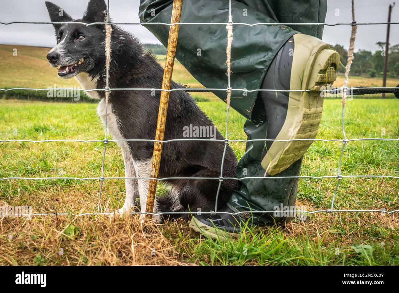 Scottish National Sheepdog Trials Stock Photo - Alamy