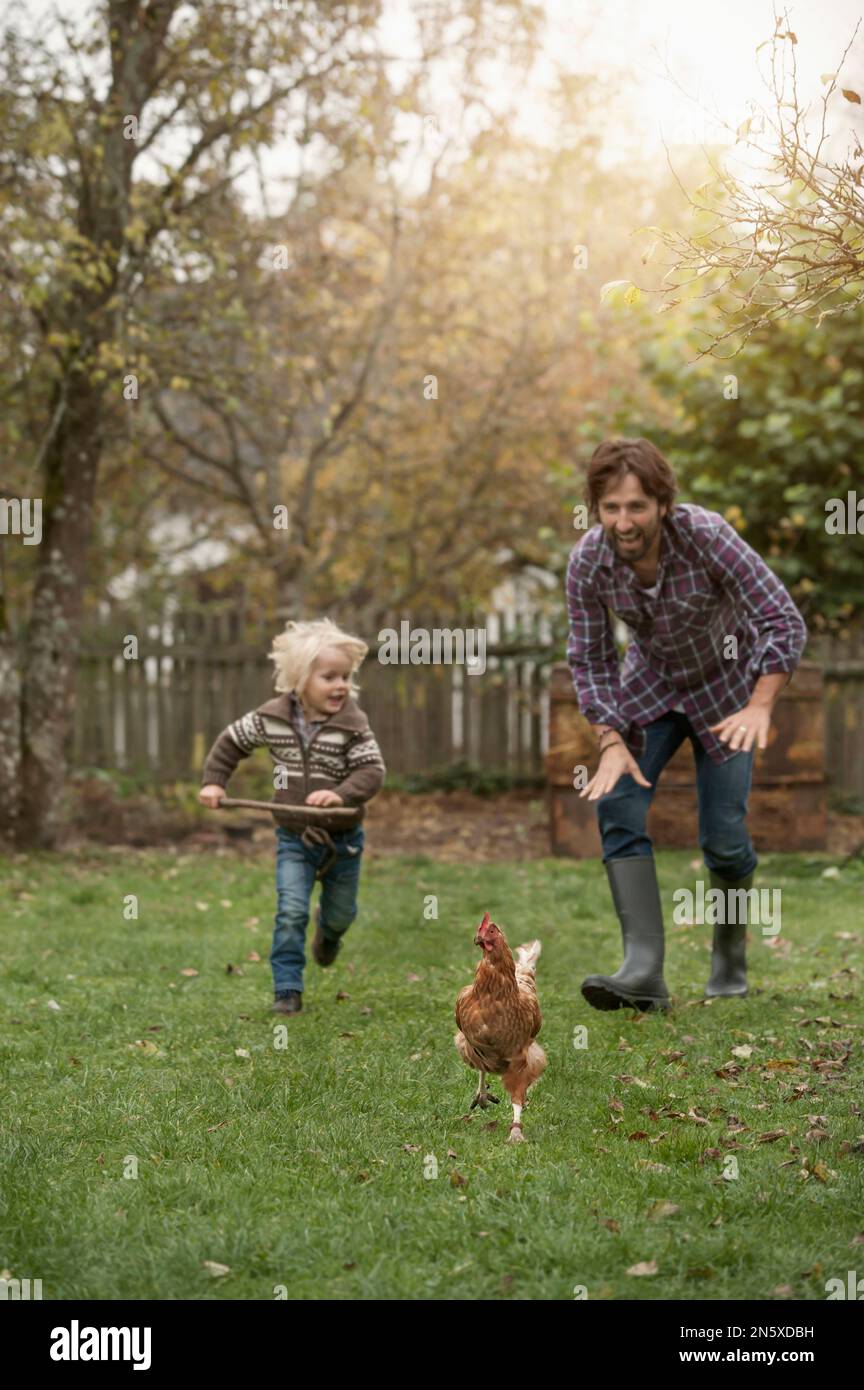 Father and son are tracing chicken at farm, Bavaria, Germany Stock ...