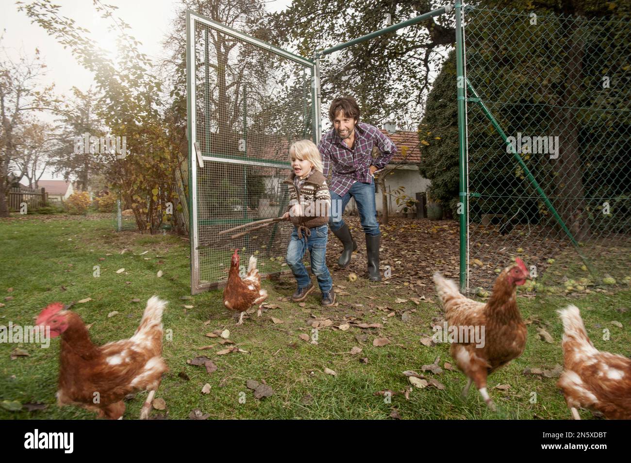 Father and son are tracing chicken at farm, Bavaria, Germany Stock ...