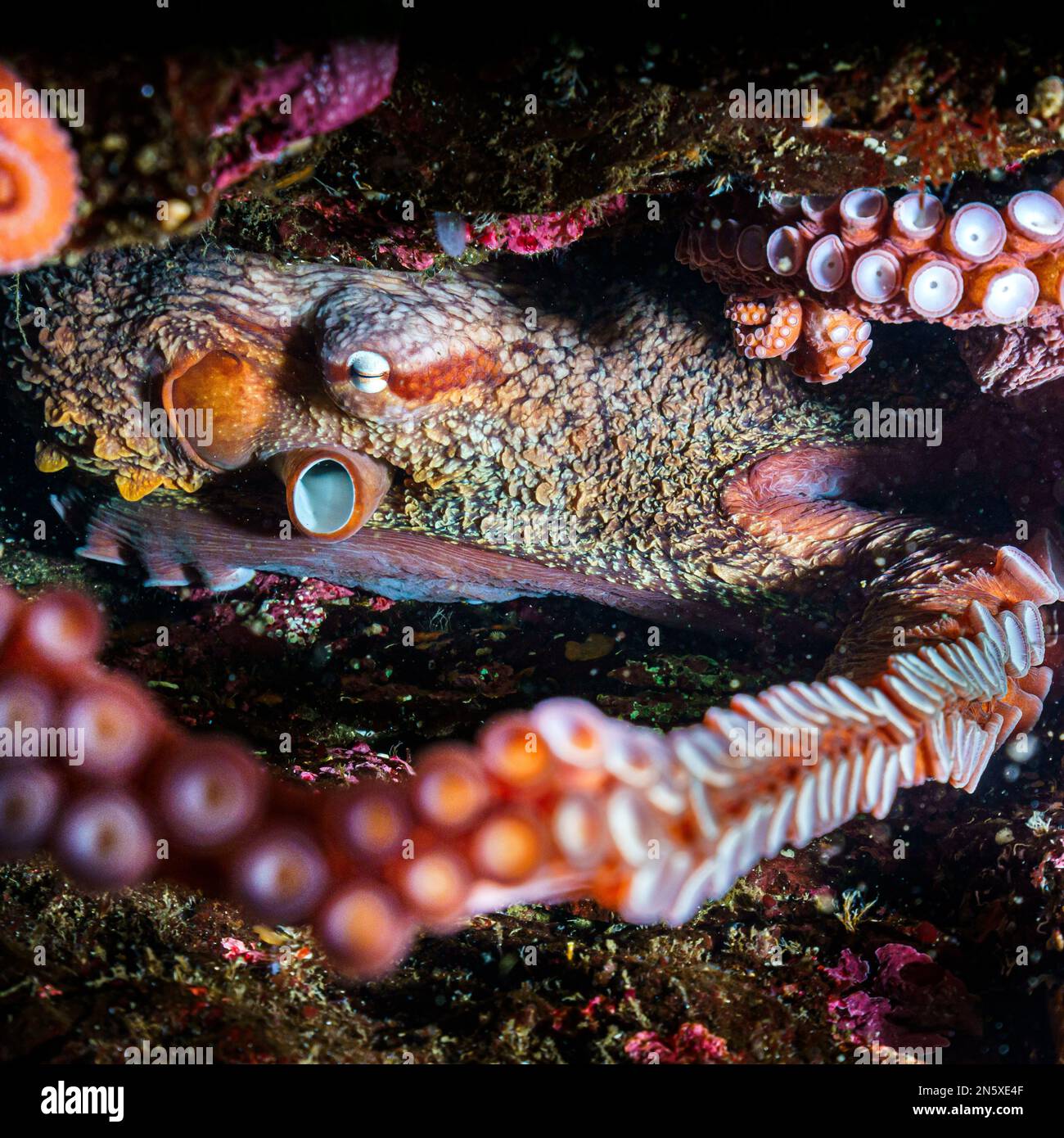 A beautiful view of a unique giant Pacific red octopus under the ocean ...